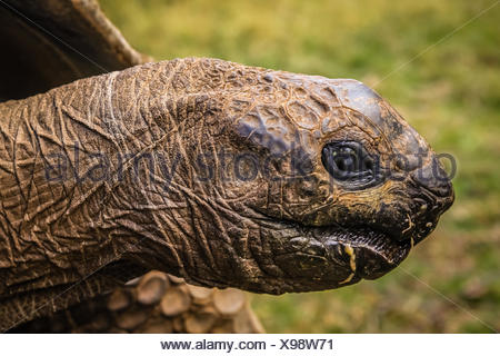 Close up of a giant turtle head with face wet after drinking Stock ...