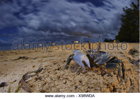 Ghost crabs on the beach at night in Outer Banks North Carolina Stock ...
