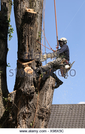 A woman using a chainsaw to cut a tree branch Stock Photo - Alamy