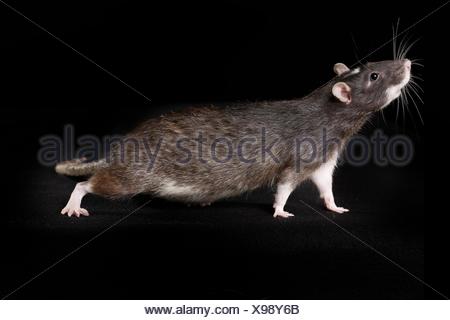 walking fancy rat Stock Photo: 112643375 - Alamy