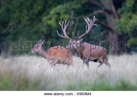 red deer stag and doe in forest landscape of foggy misty Stock Photo ...