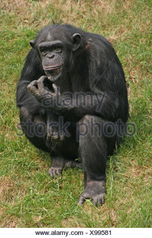 animal monkey skin beastly chimpanzee anthropoid animal wild monkey ...