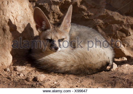 Israel, Negev Desert, Blanford's Fox (Vulpes cana) a small fox found in ...