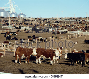 COMMERCIAL FEEDLOT WITH 900 - 1000 LB STEERS / KANSAS Stock Photo - Alamy
