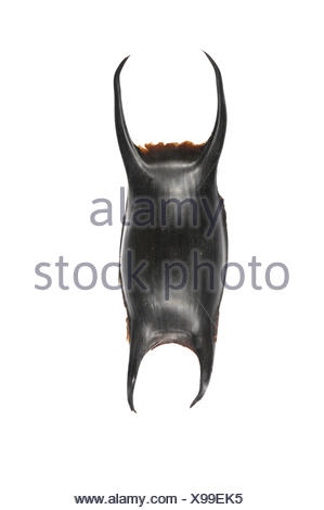 spotted ray egg case Raja montagui washed up on a Cornish beach Stock ...