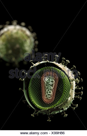 Structure of HIV Stock Photo - Alamy
