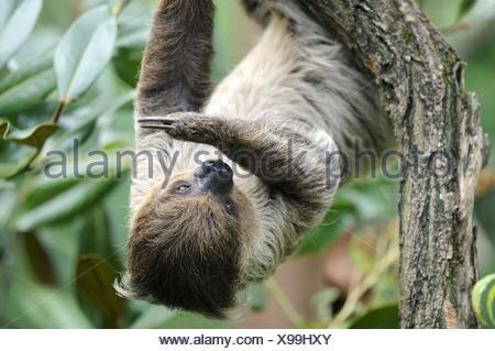 Unau / two-toed sloth (Choloepus didactylus) climbing in tree, French ...
