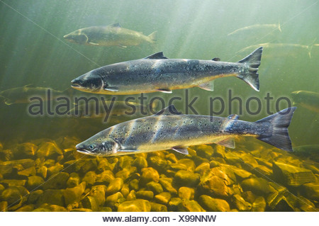 Atlantic Salmon migrate from salt water upstream to reach spawning ...