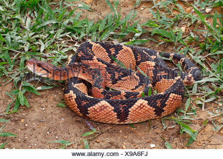 Largest venomous snake in the west; a three-meter long Bushmaster Stock ...