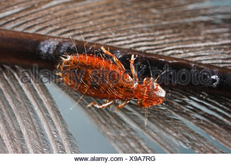 Bird louse, Feather lice, Feather louce (Dennyus hirundinis Stock Photo ...