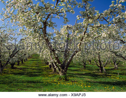 WASHINGTON - Apple orchard in bloom in the Wenatchee River Valley Stock ...