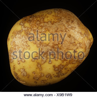 Silver scurf Helminthosporium solani on potato tuber skin Stock Photo ...