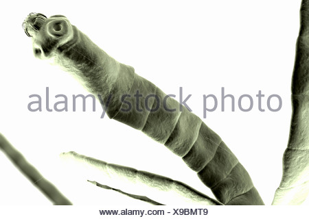Microscopic styled visualization of a tapeworm (Cestoda Stock Photo ...