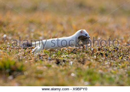 ermine, stoat (Mustela erminea), running over a meadow with hoar Stock ...