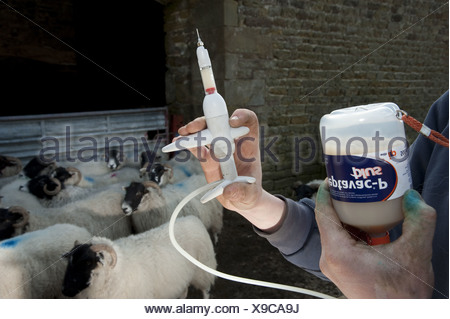 sheep dosing Heptavac P ewe close-up worming farm farms farming sheep ...