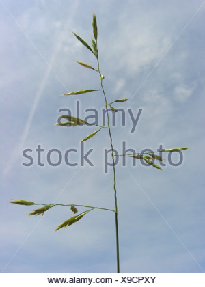 Red Fescue (Festuca rubra Stock Photo: 50004776 - Alamy