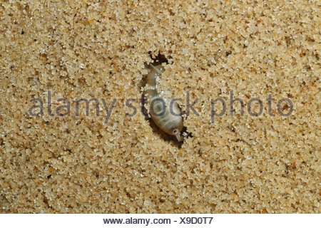 Sand hopper in sand (Talitrus saltator) on the beach Stock Photo ...
