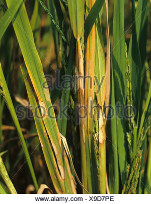 Sheath blight Rhizoctonia solani bleached white lesions on mature Stock ...
