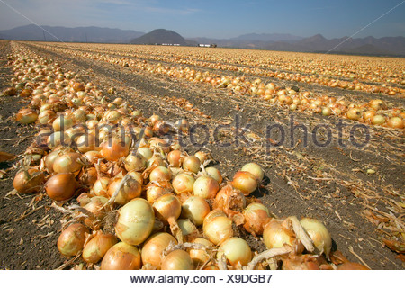 Giant onion field in Oxnard California Stock Photo: 8653805 - Alamy