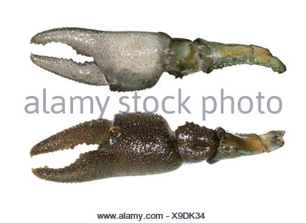 White-clawed crayfish (Austropotamobius pallipes) with signs of ...