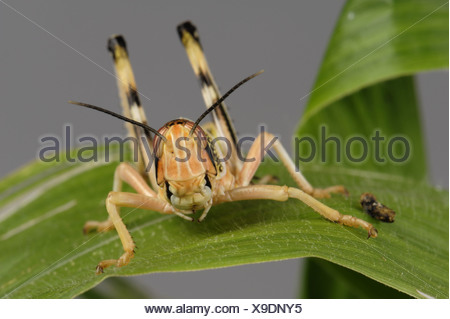 Desert locust Schistocerca gregaria hopper nymph head on on a maize ...