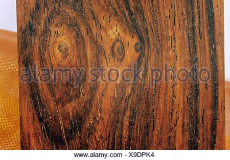 Brazilwood, Pernambuco tree, Nicaragua wood (Caesalpinia echinata Stock ...