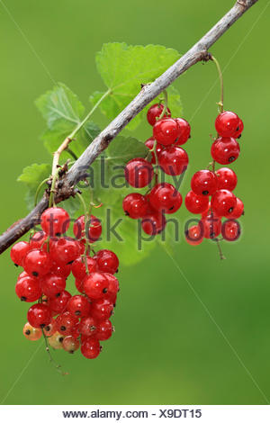 Wild red currants (ribes Stock Photo: 87065650 - Alamy