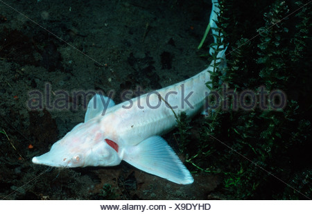 Common sturgeon, albino / (Acipenser sturio Stock Photo: 107404210 - Alamy