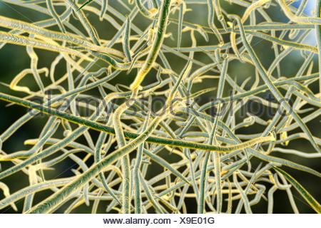 Nocardia bacteria, computer illustration. Gram-positive bacteria, one ...