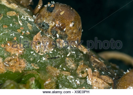 The exit hole of a parasitoid wasp, Encyrtus infelix, in the shell of ...