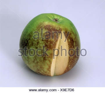 Superficial scald injury on apple caused by physiological changes in ...