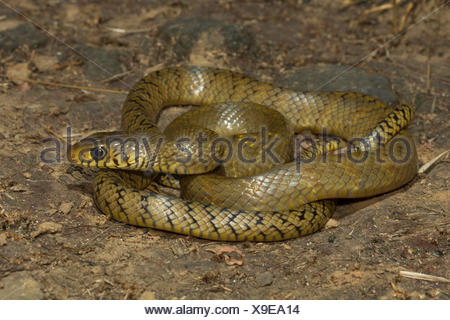 Indian rat snake, dhaman , Ptyas mucosa on fig tree, Pune Stock Photo ...