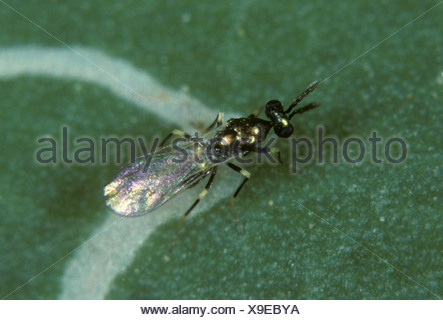 Two parasitoid wasp (Diglyphus isaea) investigating a leaf miner Stock ...