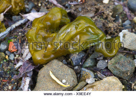 Star Jelly Nostoc commune Stock Photo - Alamy