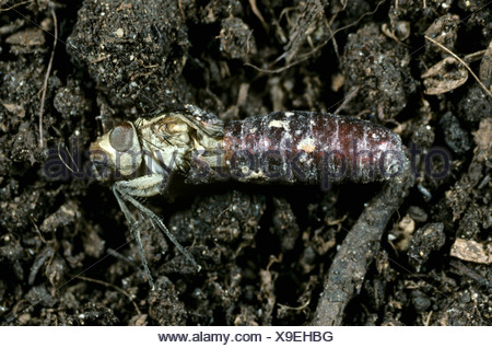 Adult cabbage root fly (Delia radicum) adult fly and serious pest of ...