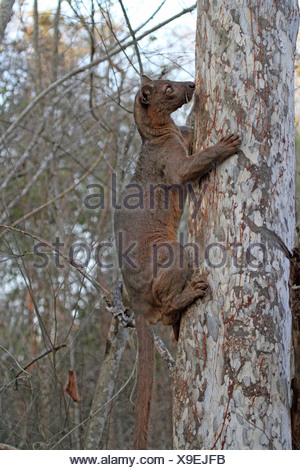 fossa (Cryptoprocta ferox), climbing a tree, largest predator of ...