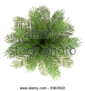 top view of date palm tree isolated on white background Stock Photo ...