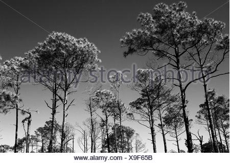 Standing below tall Pine trees looking up to the sky with Stock Photo ...