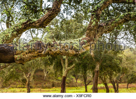 Cork Trees natural resources Landscape in Portugal Stock Photo ...