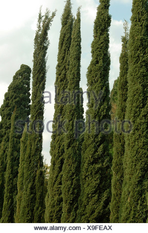 Israel Cypress tree Cupressus Sempervirens in Menashe Heights Stock ...