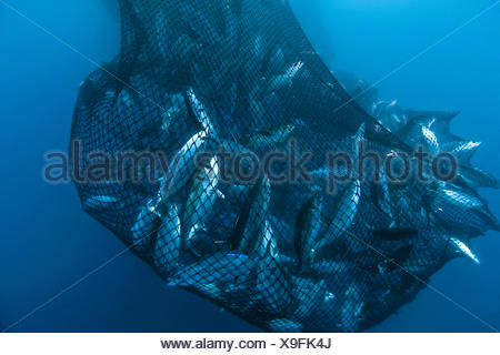 Drag net of a seine fishing vessel full of Yellowfin tuna (Thunnus ...