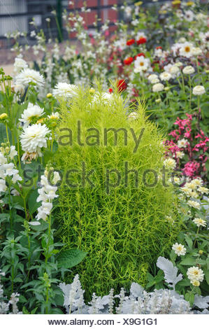 Summer Cypress (Bassia scoparia f. trichophylla, Kochia scoparia f ...