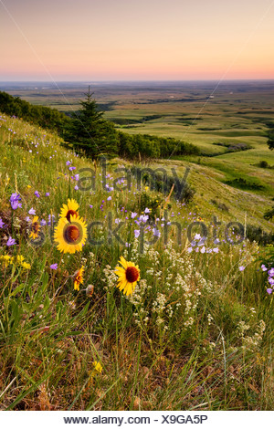 Wildflowers and sunset at Bald Butte, Cypress Hills Interprovincial ...