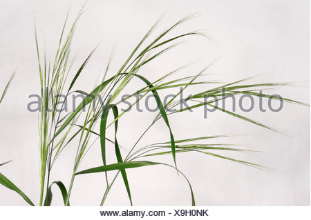 Sterile brome Bromus sterilis flowering in wheat crop coming into ear ...