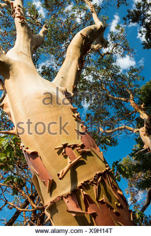 Pacific madrone tree , Arbutus menziesii, and ocean scene Stock Photo ...
