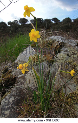 jonquil (Narcissus jonquilla), flowers of wild form Stock Photo ...