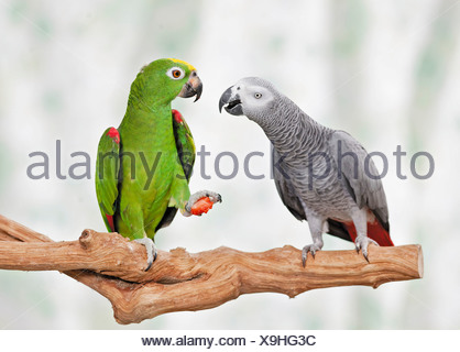 Congo African Grey Parrot and Panama Yellow-headed Amazon Stock Photo ...