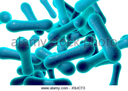 Corynebacterium diphtheriae, computer illustration. C. diphtheriae is ...