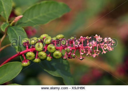 poke root, common pokeweed, Virginian poke (Phytolacca americana Stock ...
