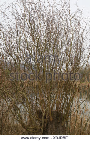 Trunk of a corkscrew willow with new branches Stock Photo - Alamy